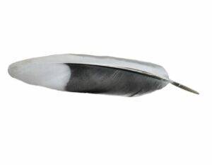 Mockingbird Feather Meaning: Read This When You Found One