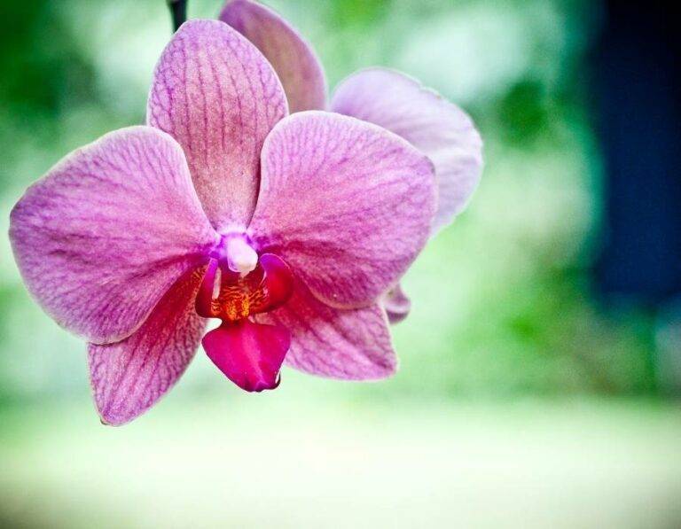 Do Orchids Symbolize Death? The White Flower Of Death Meaning
