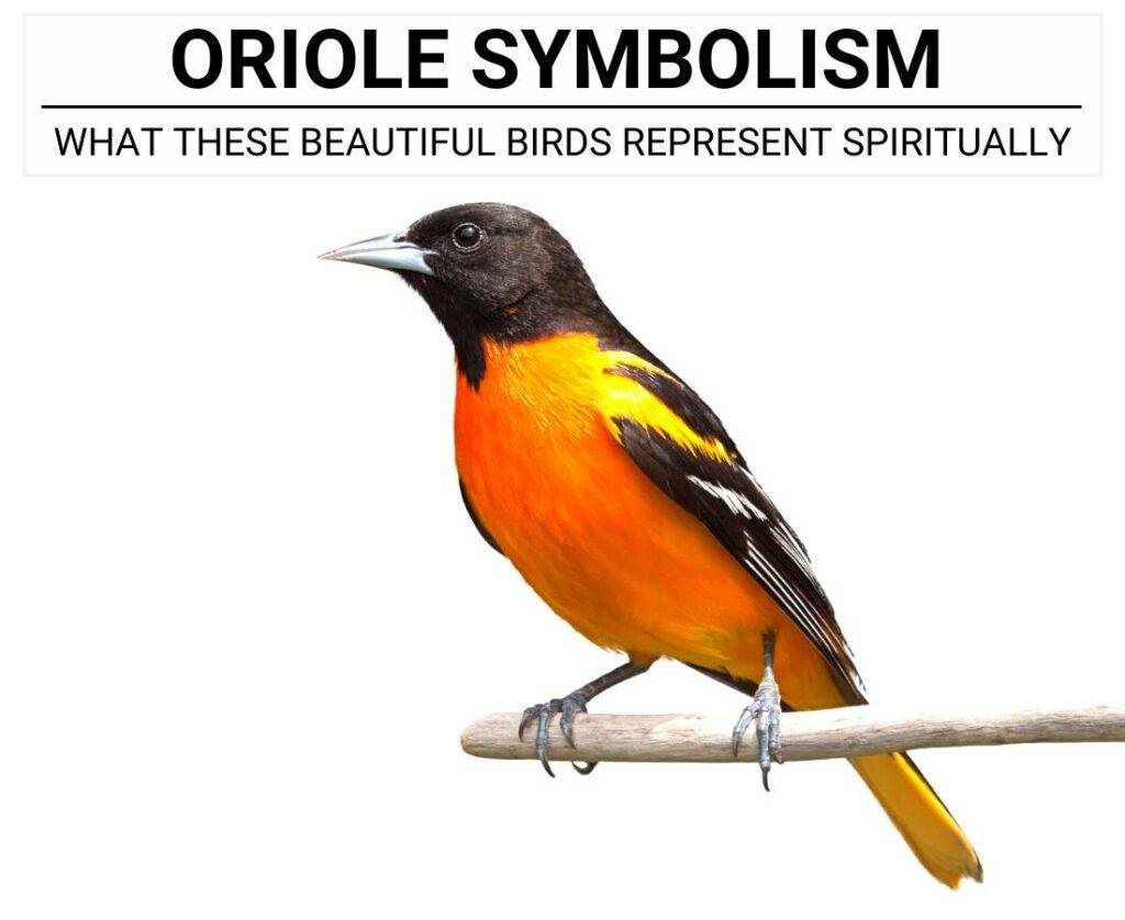 Oriole Symbolism: Unveiling Spiritual Meanings & Totems