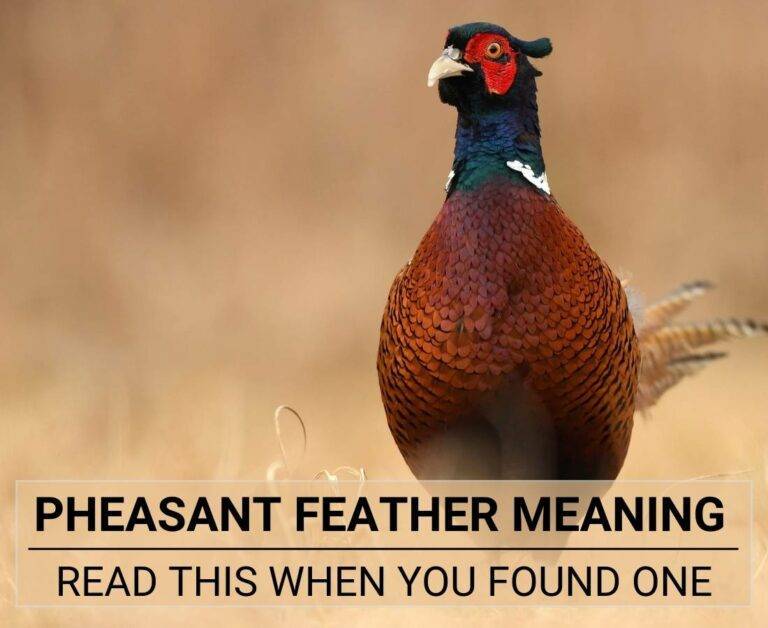 Pheasant Feather Meaning: Discover Its Spiritual Significance