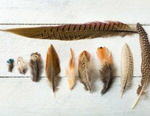 Feather Symbolism And Meaning: A Guide To Interpretations