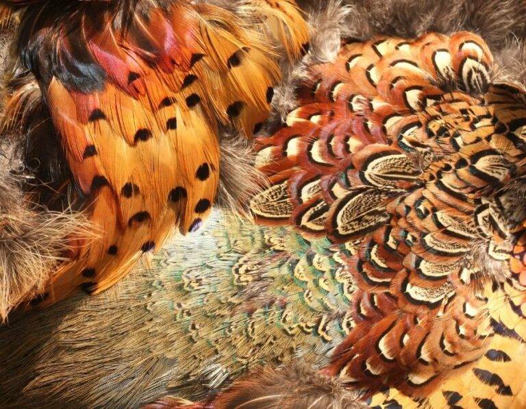 Pheasant Feather Meaning: Discover Its Spiritual Significance