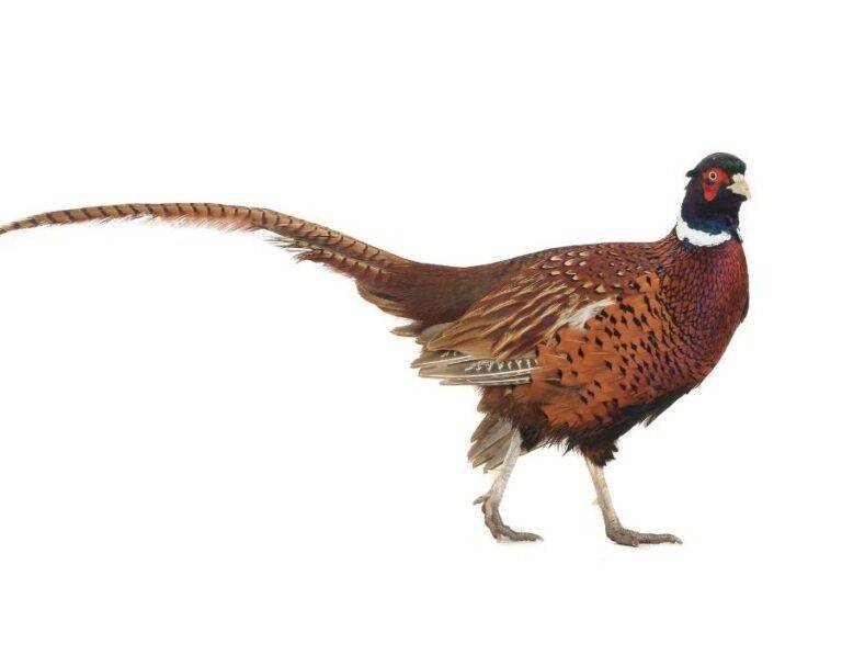 Pheasant Feather Meaning: Discover Its Spiritual Significance