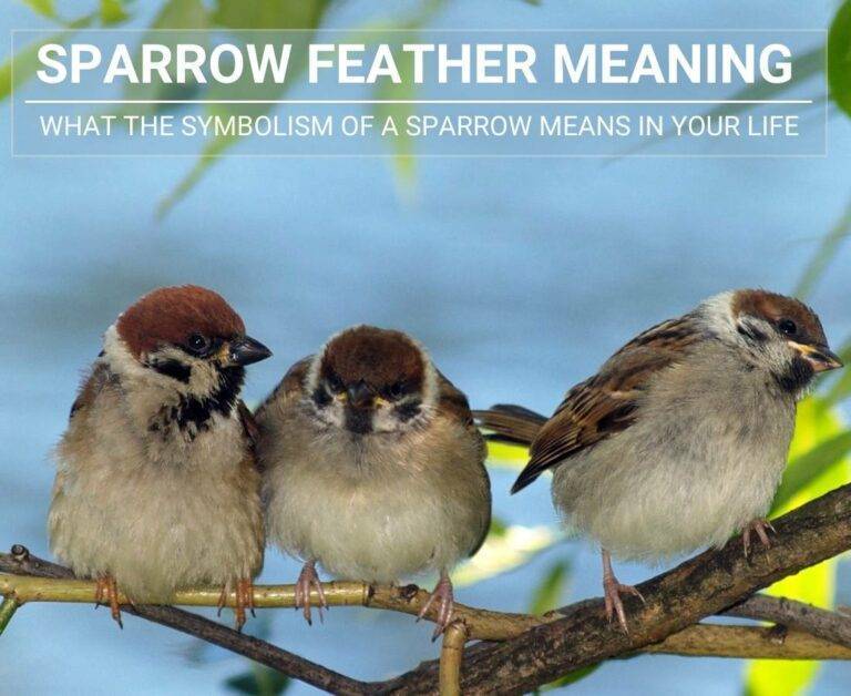 Sparrow Feather Meaning: What The Symbolism Means For You