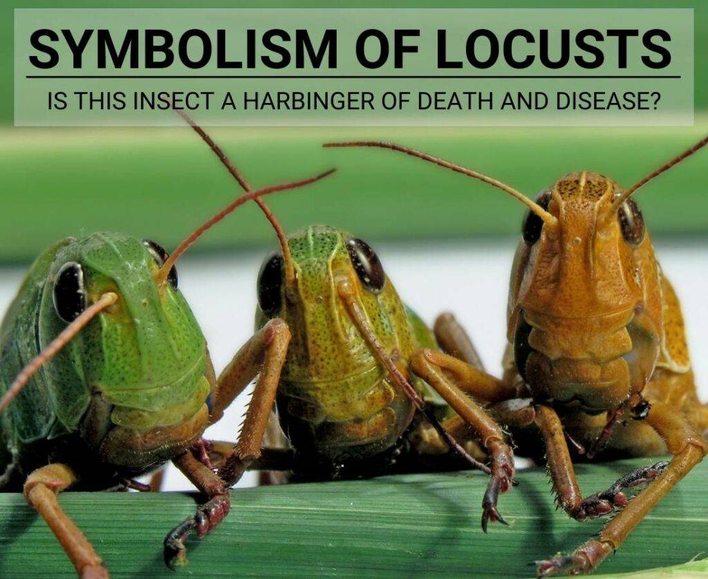 Insect Symbolism: What Is The Spiritual Meaning Of Bugs?