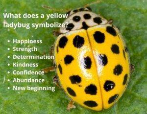 Yellow Ladybug Meaning: Spiritual Symbolism & What It Represents