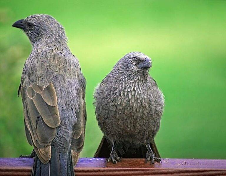 Birds Building A Mud Nest - The Top 15 Most Fascinating