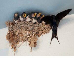 Birds Building A Mud Nest - The Top 15 Most Fascinating