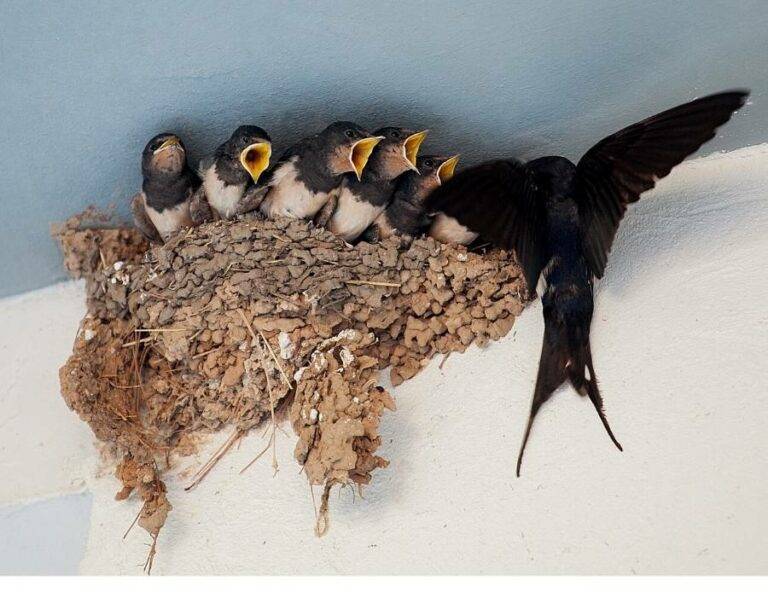 Birds Building A Mud Nest - The Top 15 Most Fascinating