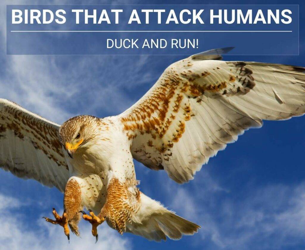 Top 10 Birds That Attack Humans - Duck And Run!