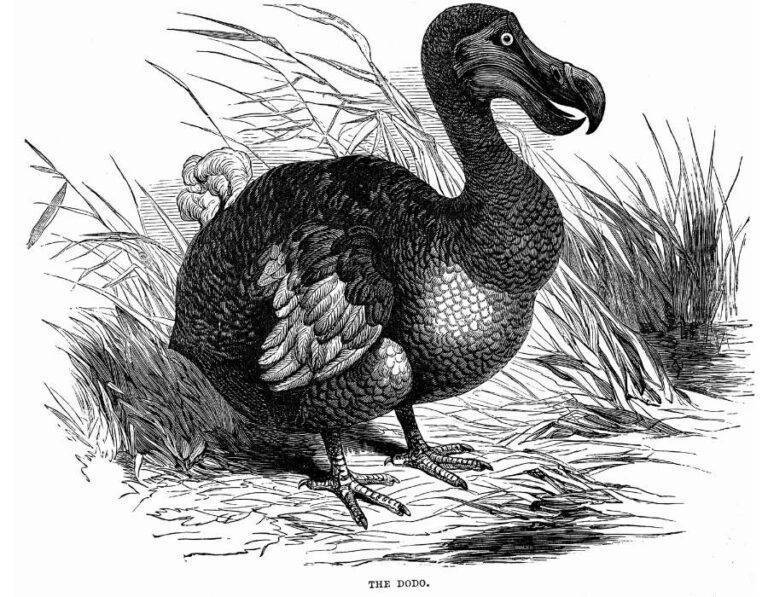 The Top Extinct Flightless Birds: Read Their Fascinating Stories