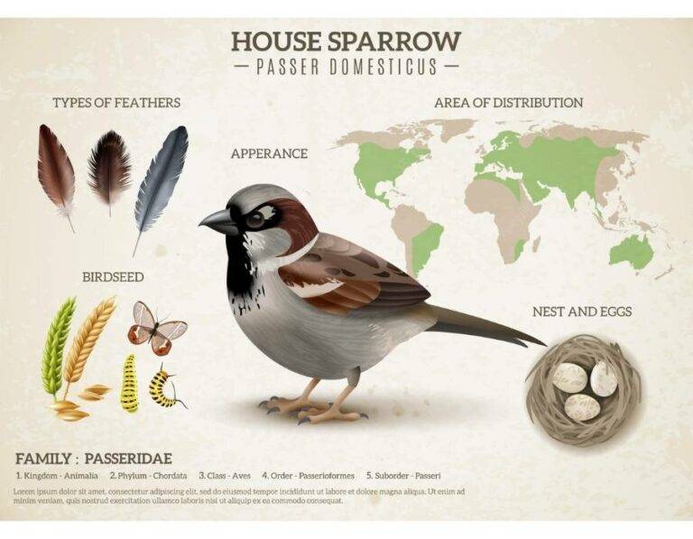 Sparrow Feather Meaning: What The Symbolism Means For You