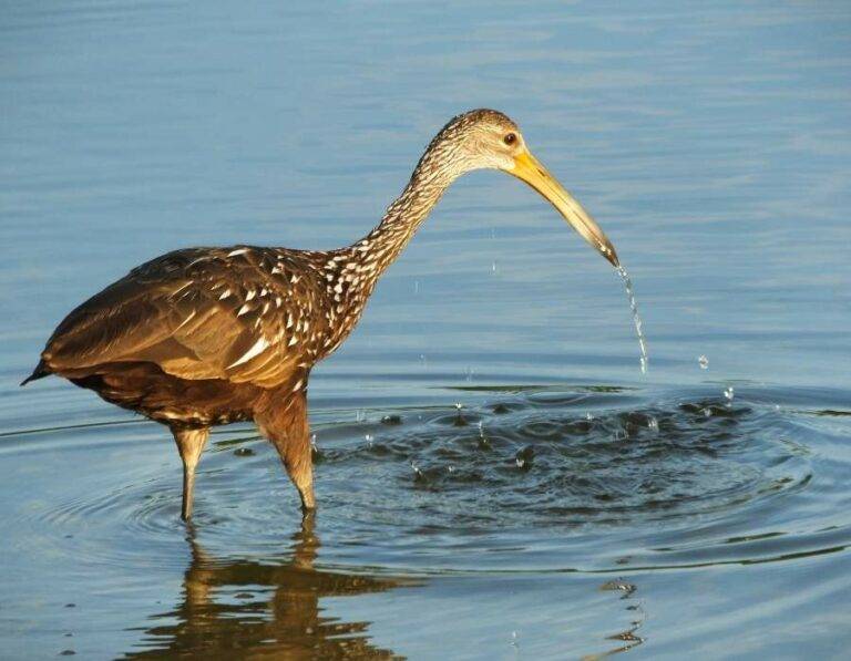 Top 10 Wading Birds In The US: List Of The Most Interesting Ones