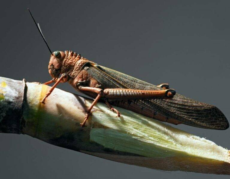 Locust Spiritual Meaning & Symbolism: Biblical Plagues & Omens
