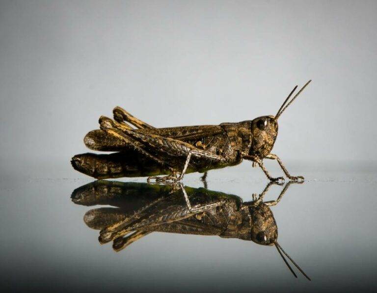 Locust Spiritual Meaning & Symbolism: Biblical Plagues & Omens