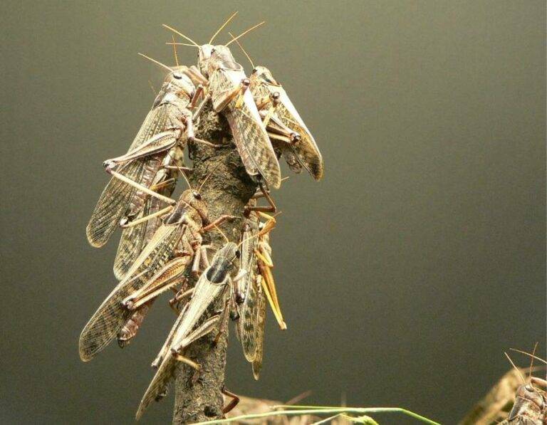 Locust Spiritual Meaning & Symbolism: Biblical Plagues & Omens