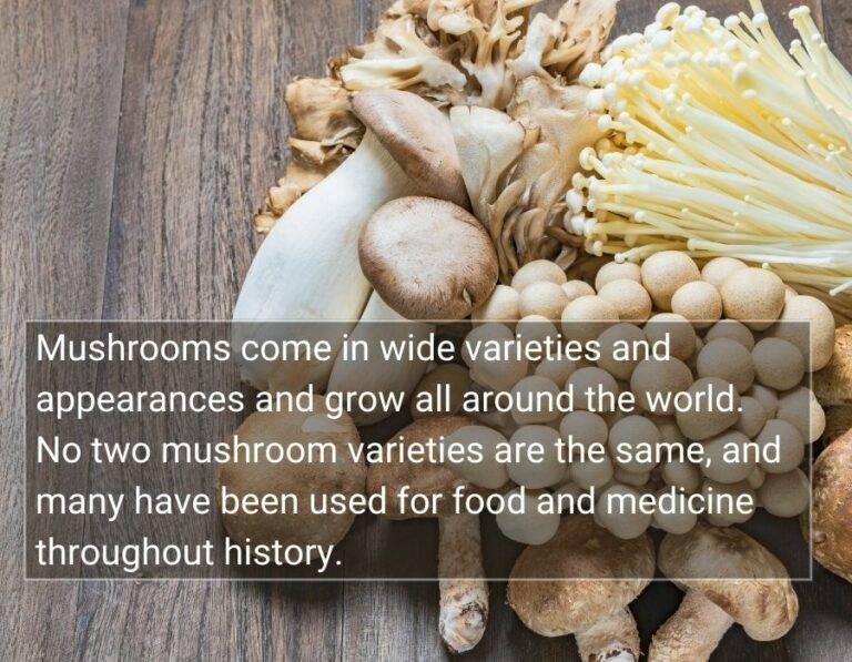 Mushroom Symbolism: The Spiritual And Cultural Meanings Of Mushrooms