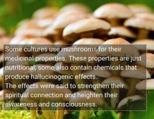 Mushroom Symbolism: The Spiritual And Cultural Meanings Of Mushrooms