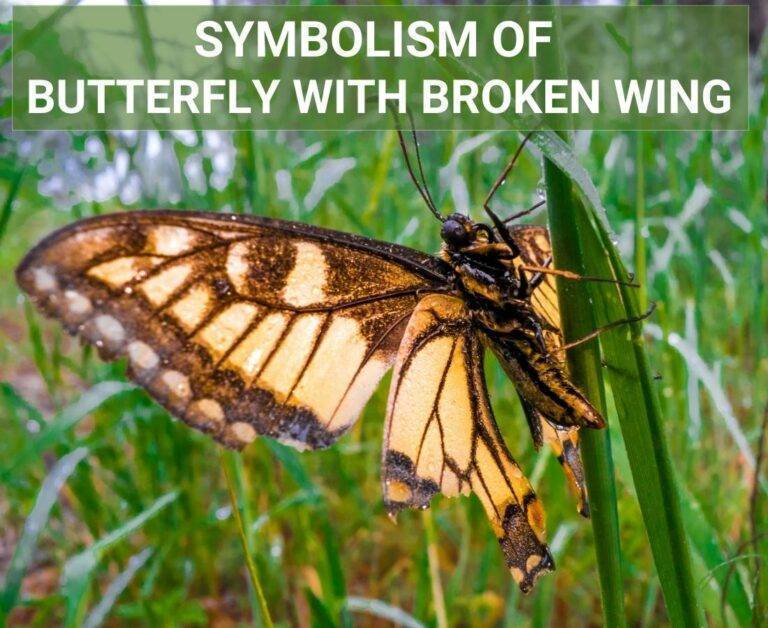 Insect Symbolism: What Is The Spiritual Meaning Of Bugs?