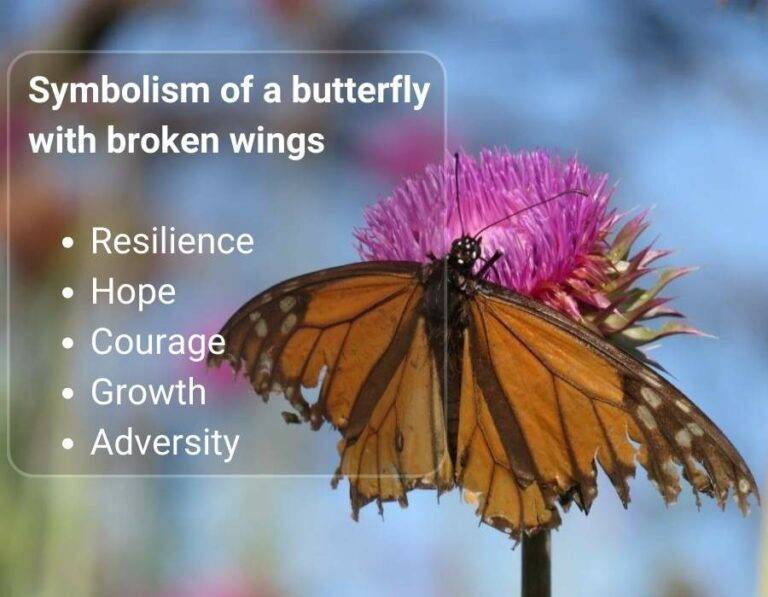 Butterfly With Broken Wing: Meaning, Symbolism & What To Do