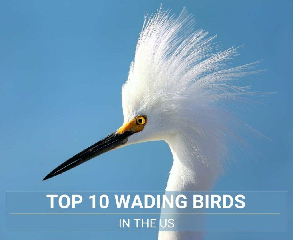 Top 10 Wading Birds In The US: List Of The Most Interesting Ones