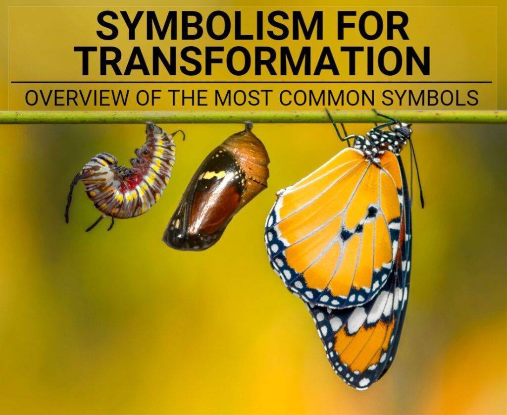 Transformation Symbols: Butterfly, Phoenix, Trees & More Guide