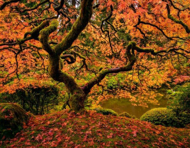 Transformation Symbols: Butterfly, Phoenix, Trees & More Guide