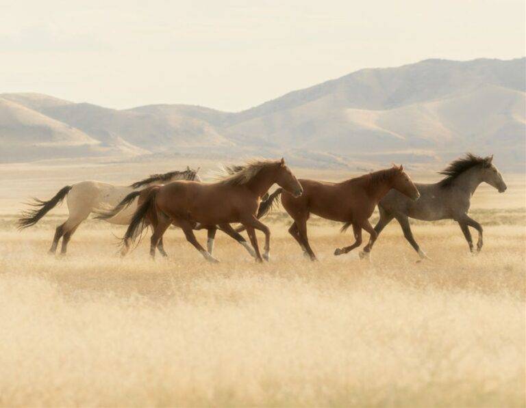 Symbols Of Freedom: And Why A Life Unrestraint Is Priceless