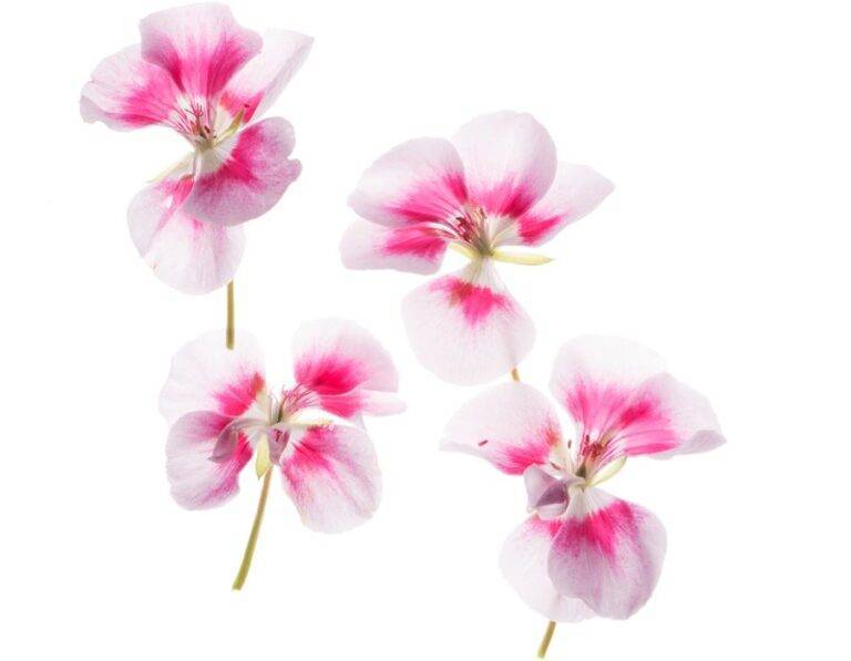 The Top Symbols Of Determination: Willpower Will Succeed!