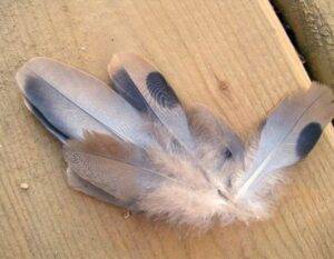 Mourning Dove Feather Meaning: Symbolism & Spiritual Significance