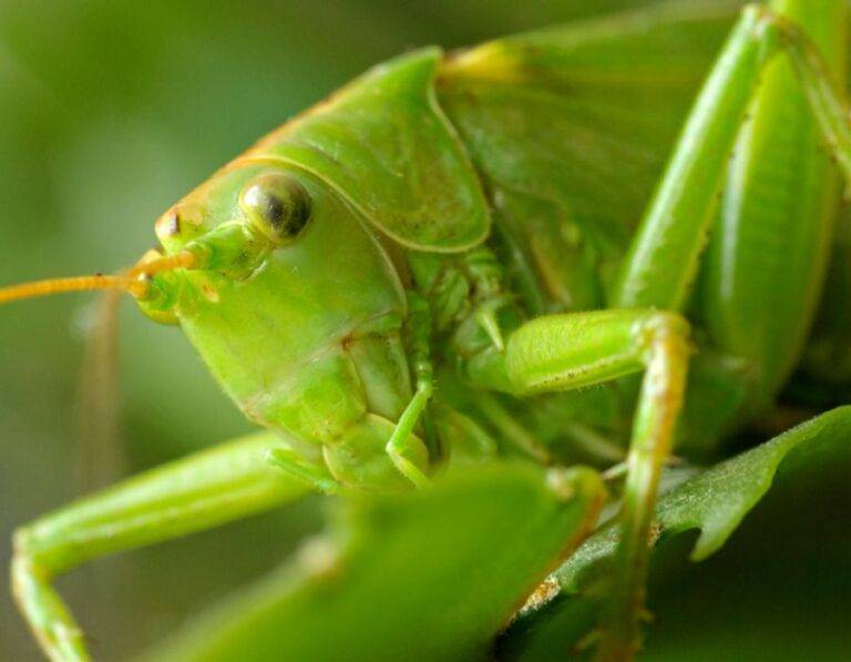 A Grasshopper In The House Meaning: Uncover Its Symbolism