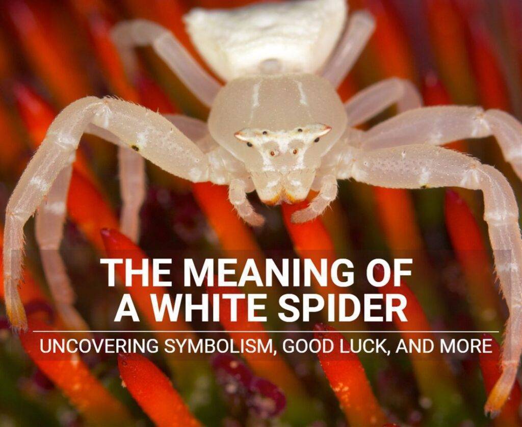 Meaning Of A White Spider: Unveiling The Spiritual Symbolism