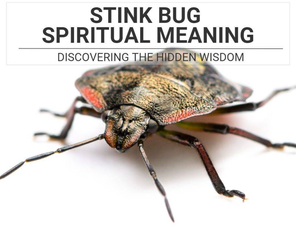 Stink Bug Spiritual Meaning: Discovering The Hidden Wisdom