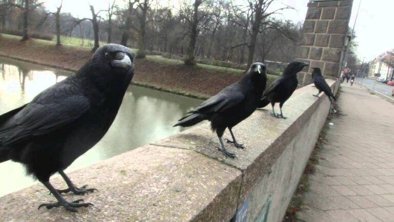 Dead Crow Meaning: The Spiritual Message Behind Finding One (2026)