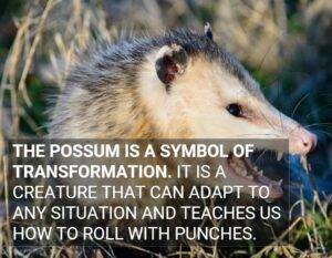 Possum Spiritual Meaning: Exploring Its Mystical Symbolism