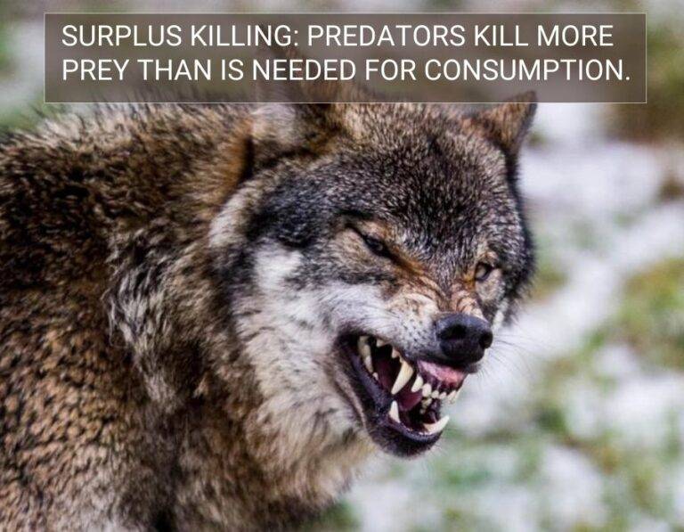 Deadly Delights: Animals That Kill For Fun (Surplus Killing)
