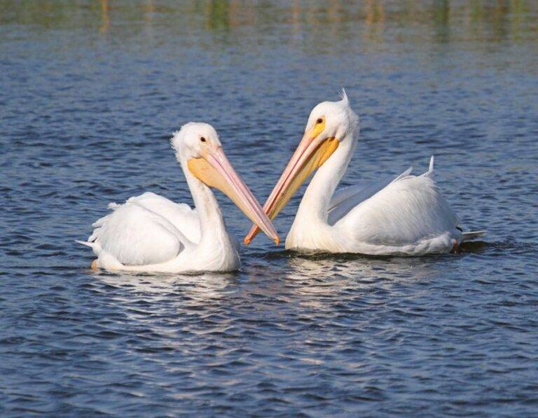 16 White Birds With Long Necks: Identify & Learn (Guide)