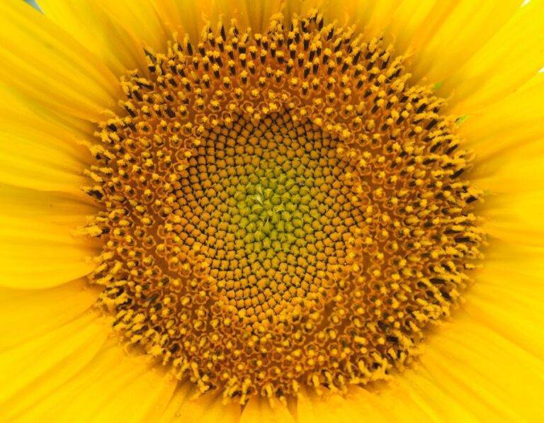 Sacred Geometry Symbols In Art And Nature: The Best Examples