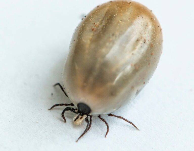 Tick Lore Across Cultures: Symbolism Of Ticks Revealed