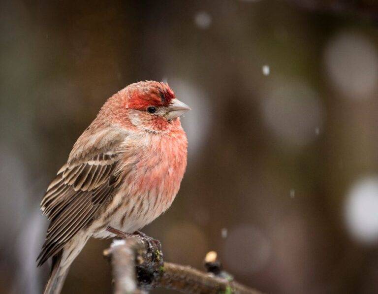 Finch Spiritual Meaning: Symbolism Of House Finch & Red Finch
