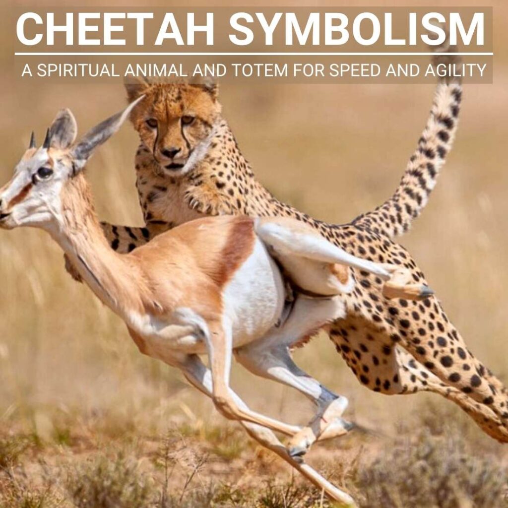 Cheetah Symbolism: Spiritual Animal For Speed And Agility