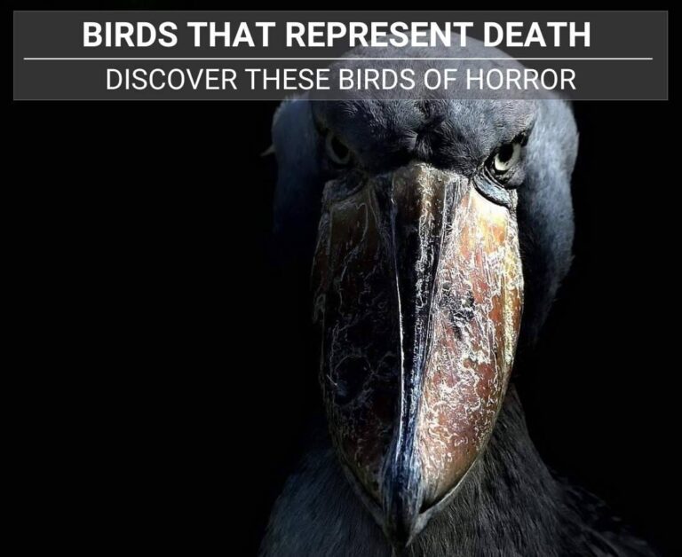 Birds That Symbolize Death: The Dark Side Of The Winged World