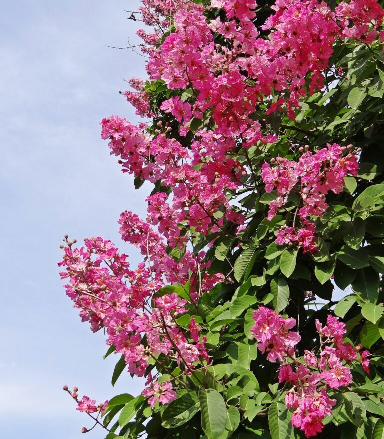 Myrtle Tree Spiritual Meaning: Ancient Symbols & Sacred Wisdom