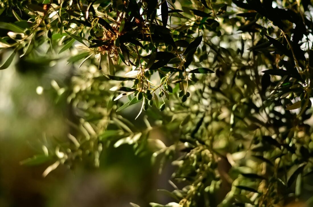 Spiritual Meaning Olive Tree: Sacred Symbolism & Wisdom
