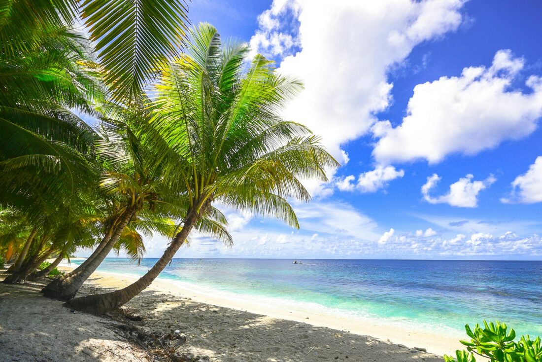 Palm Tree Symbolism: Discovering Its Deep Spiritual Meaning