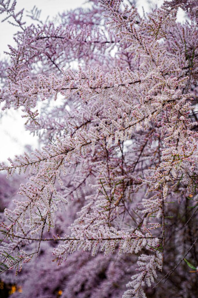 Tamarisk Tree Spiritual Meaning: Ancient Symbol Of Faith & Covenant
