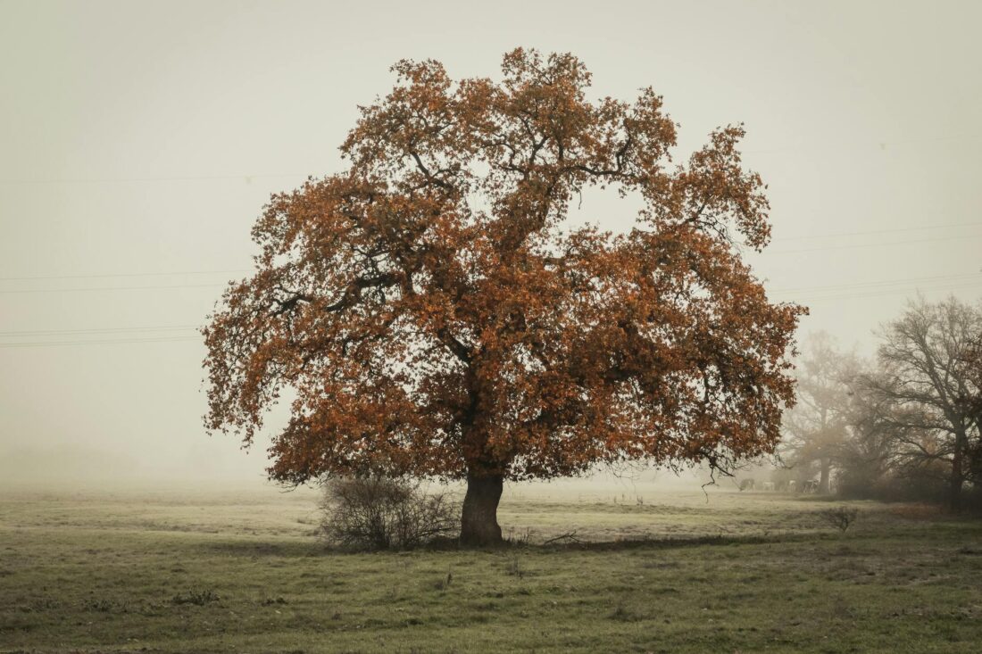 Oak Tree Spiritual Meaning: Ancient Wisdom & Divine Symbolism