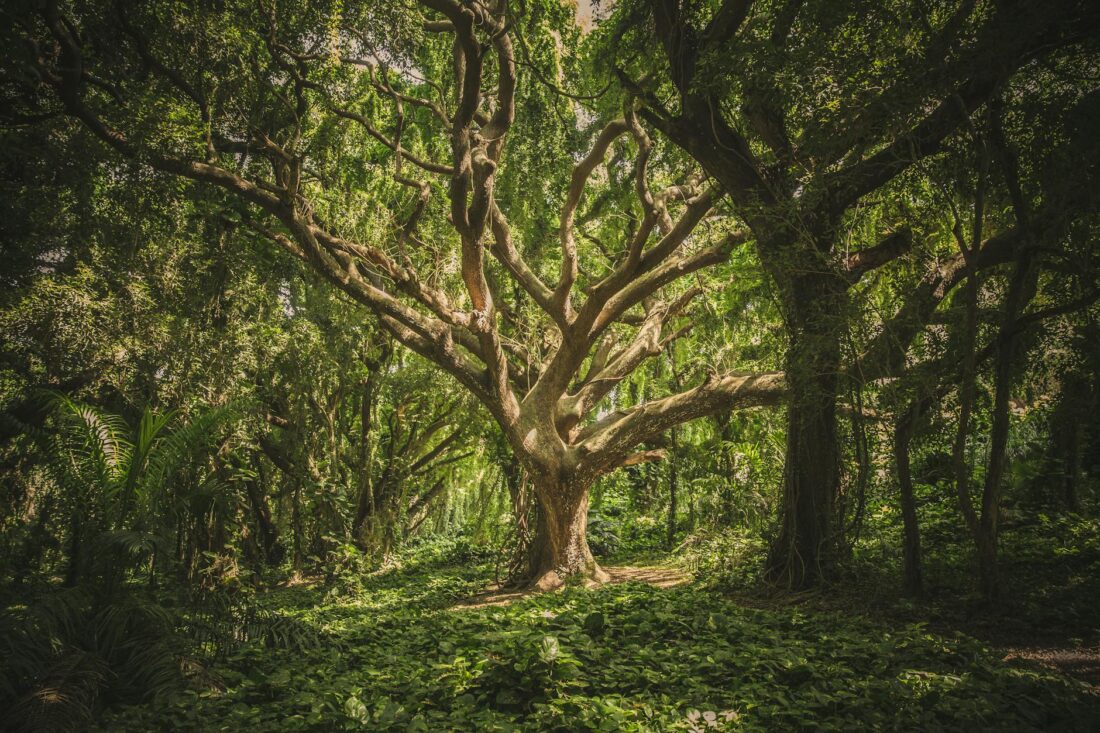 Spiritual Meaning Olive Tree: Sacred Symbolism & Wisdom