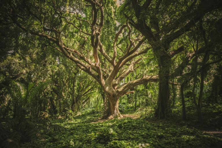 Spiritual Meaning Olive Tree: Sacred Symbolism & Wisdom