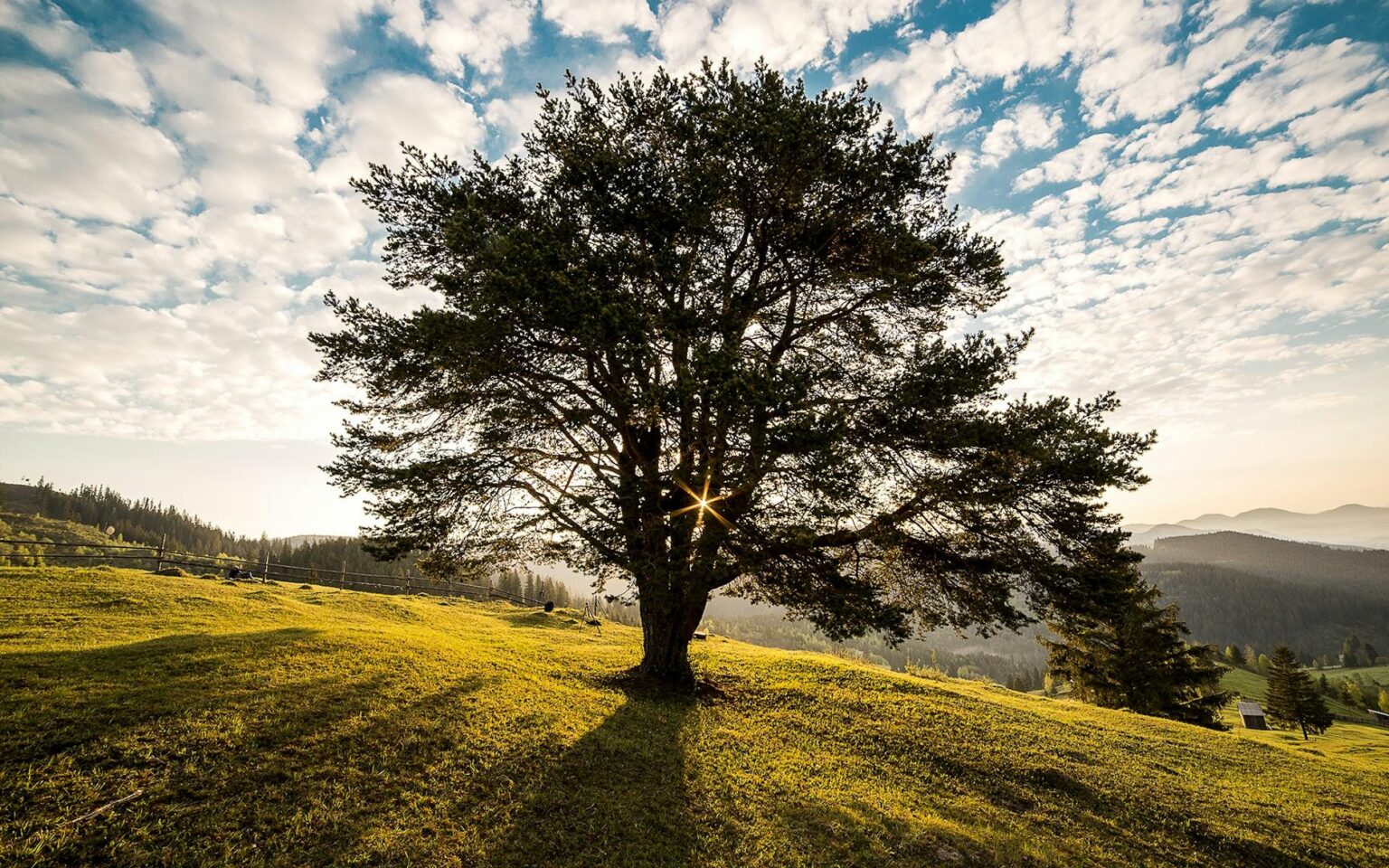 Oak Tree Spiritual Meaning: Ancient Wisdom & Divine Symbolism